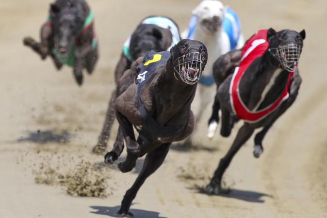 Greyhound racing is increasingly rare worldwide. New Zealand now plans ...
