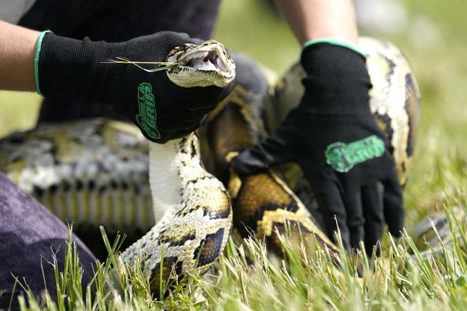 Grand prize winner removed 20 Burmese pythons from the wild in Florida ...